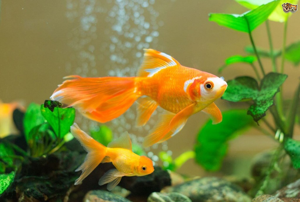 Find Out Goldfish Memory Myths & Reality! - No Blog Title Set